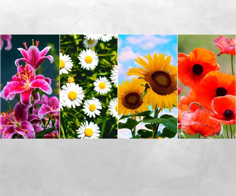 Teste de personalidade: A flor colhida pode descrever uma pessoa, qual ...
