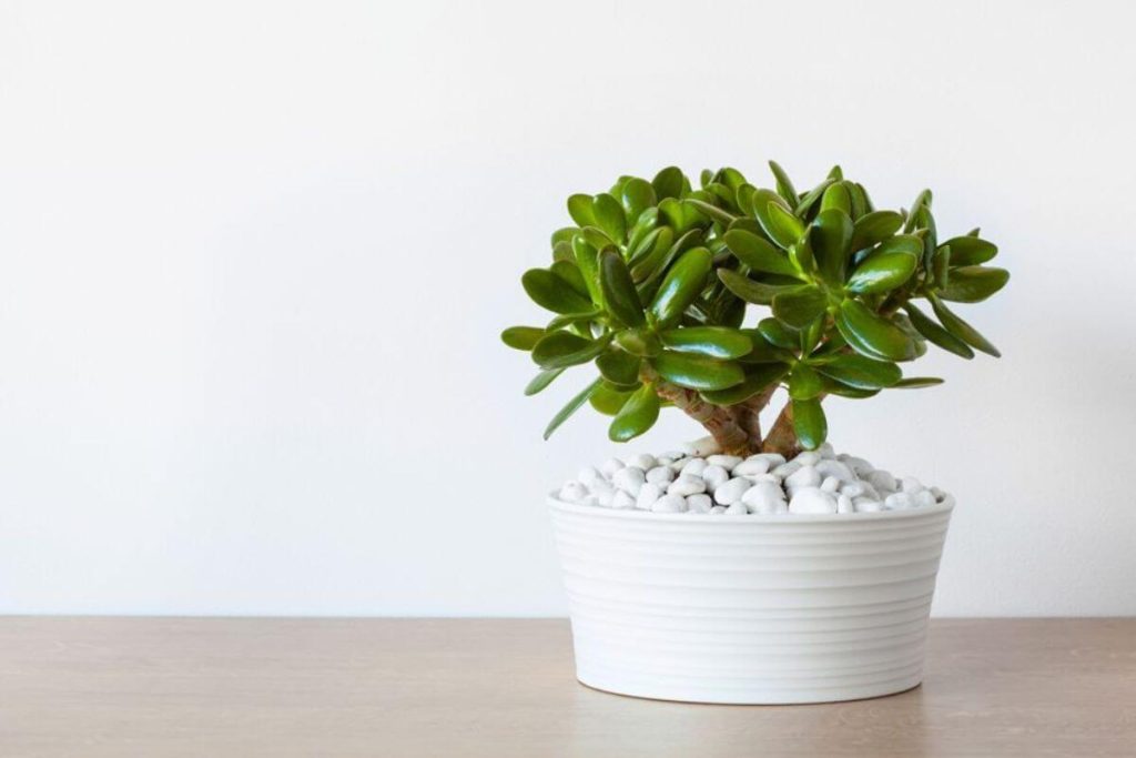 13 Plantas da sorte para trazer positividade para sua casa